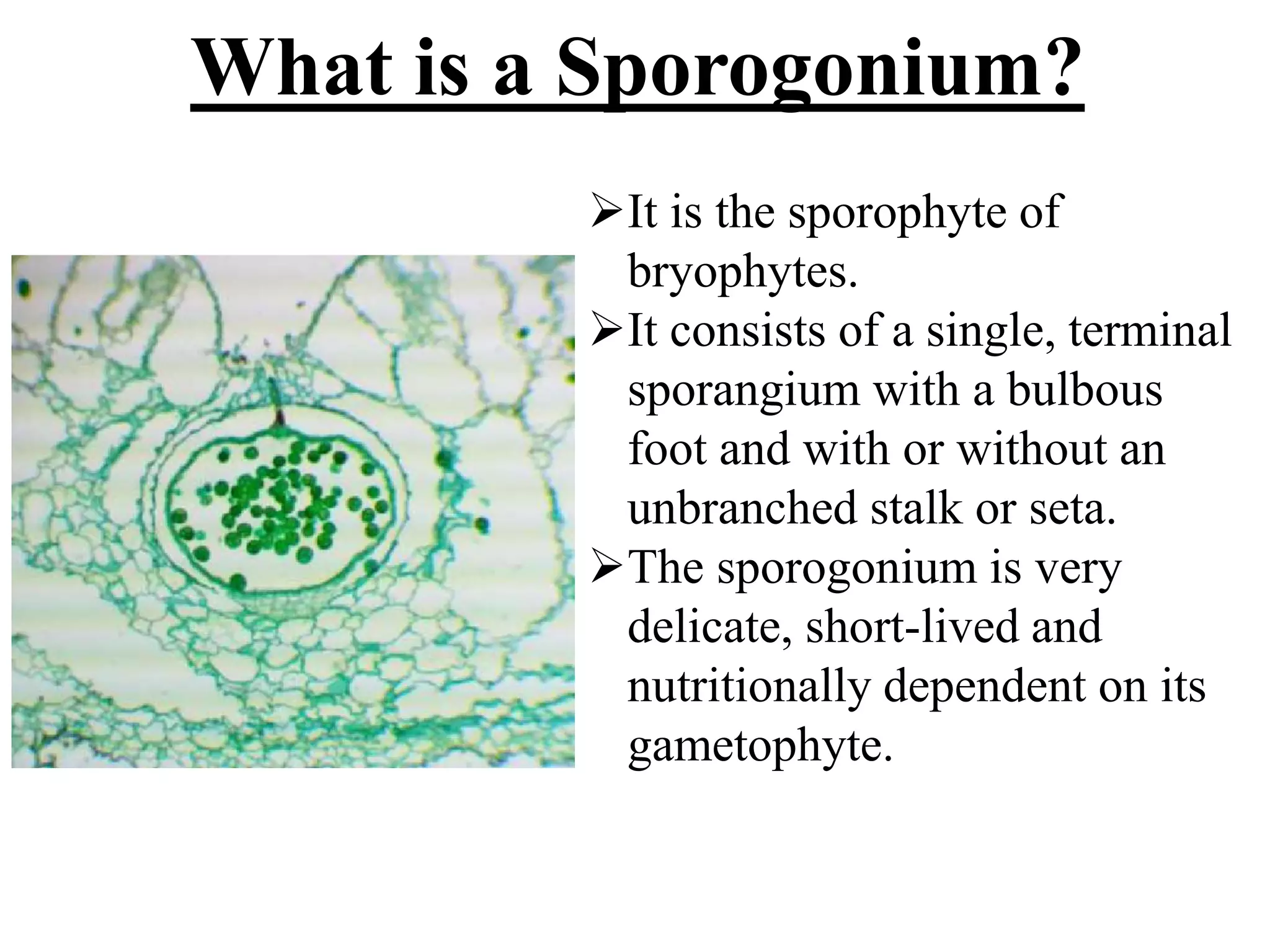 Evolution of sporophyte in bryotphytes | PPTX