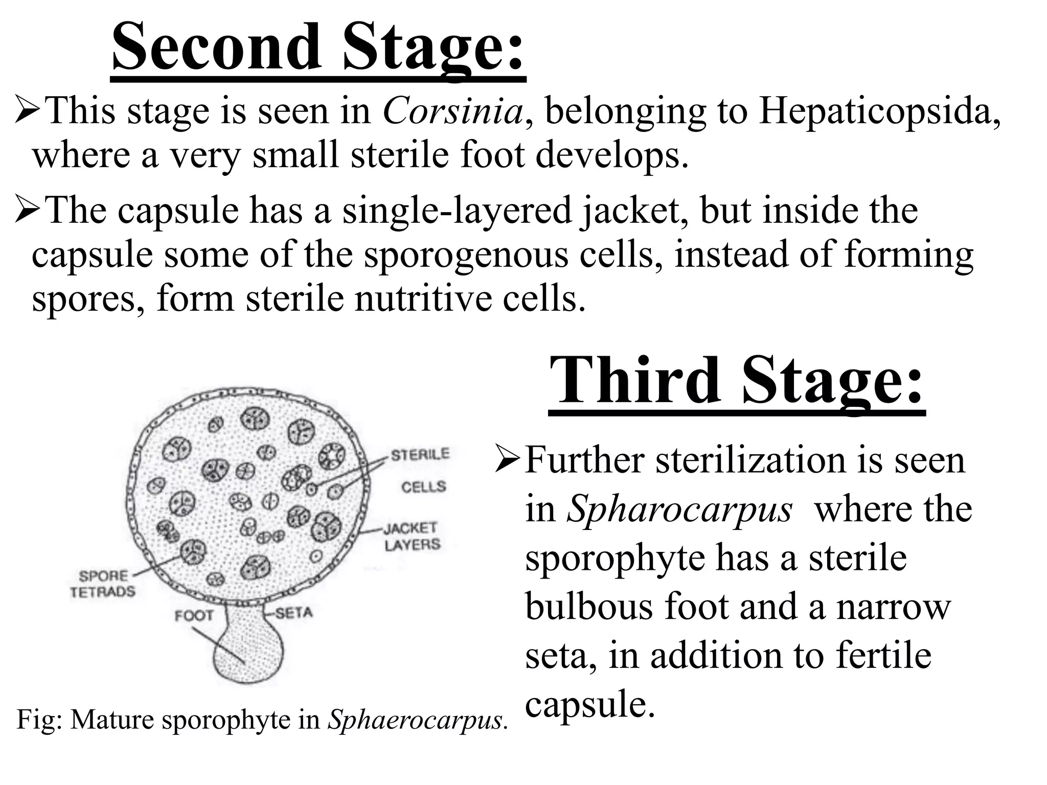 Evolution of sporophyte in bryotphytes | PPTX