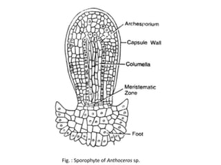 Evolution of sporophyte in bryotphytes | PPTX