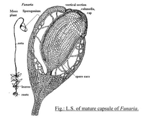 Evolution of sporophyte in bryotphytes | PPTX