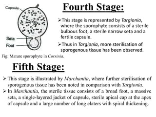 Evolution of sporophyte in bryotphytes | PPTX