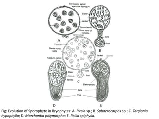 Evolution of sporophyte in bryotphytes | PPTX