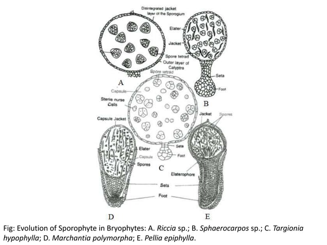 Evolution of sporophyte in bryotphytes | PPT