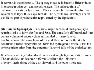 Evolution of sporophytes in bryophytes | PPTX