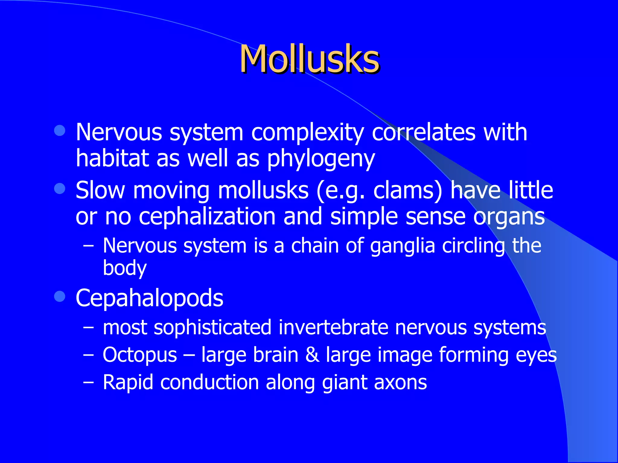 Evolution Of The Nervous System | PPT
