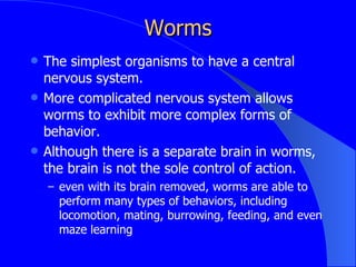 Evolution Of The Nervous System | PPT