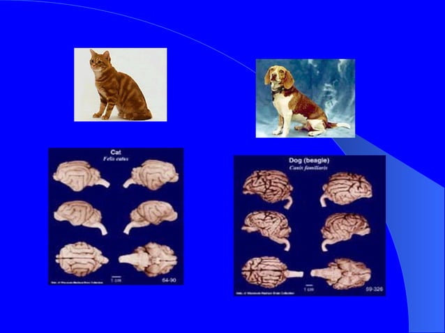 Evolution Of The Nervous System | PPT