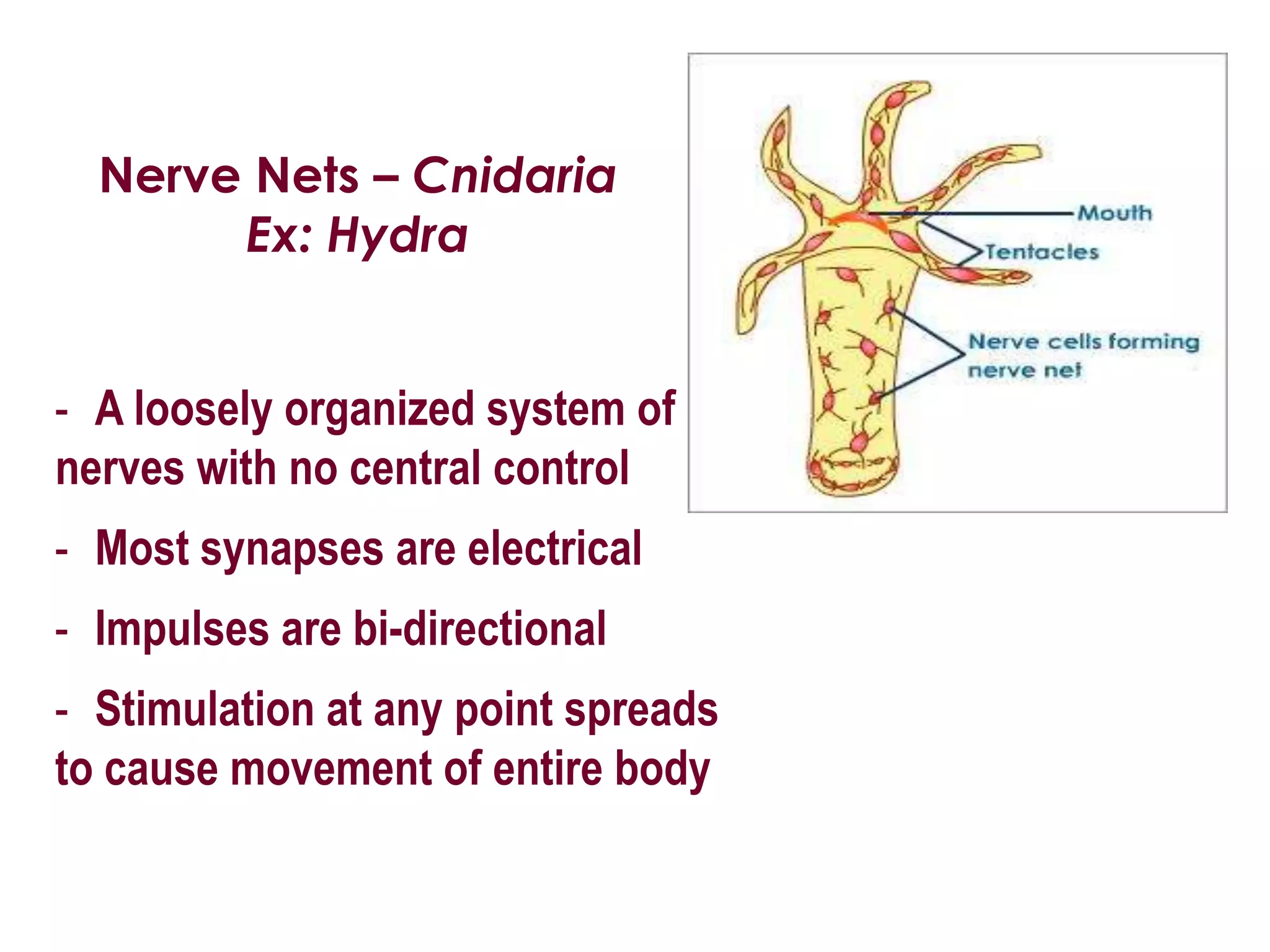 Evolution of the nervous system | PPTX