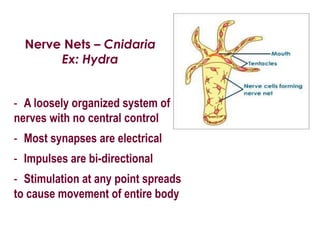 Evolution of the nervous system | PPTX