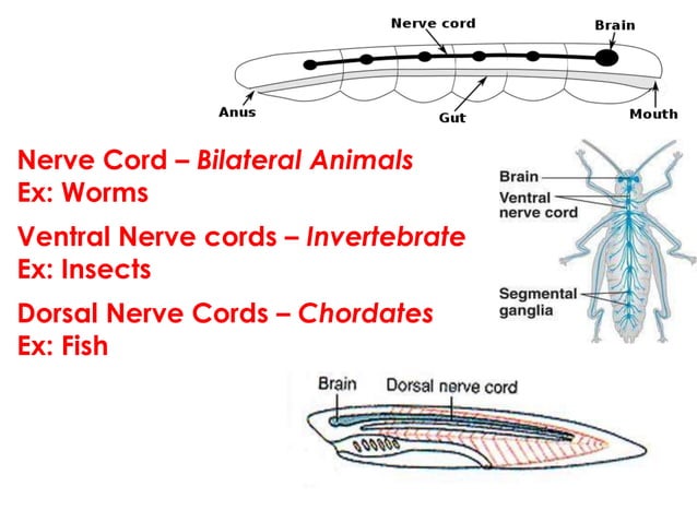 Evolution of the nervous system | PPTX | Brain and Nervous System ...