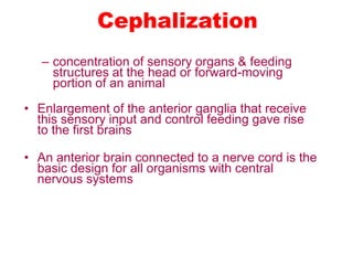 Evolution of the nervous system | PPTX | Brain and Nervous System ...
