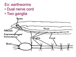 Evolution of the nervous system | PPTX | Brain and Nervous System ...