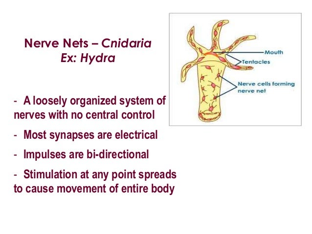 Evolution of the nervous system