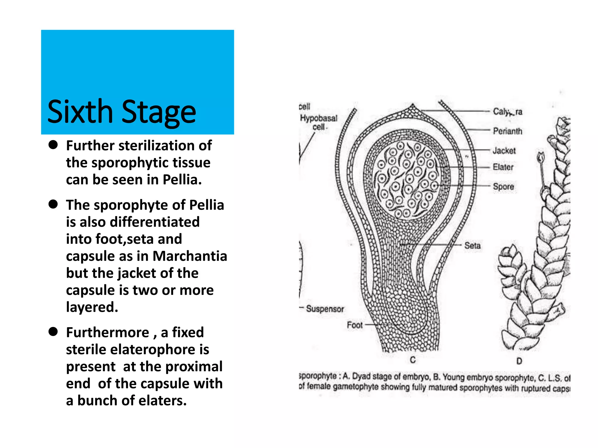 Evolution of the sporophyte in brophytes | PPTX