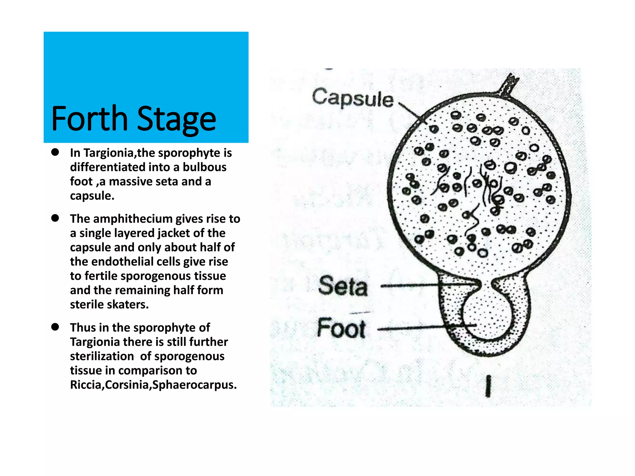 Evolution of the sporophyte in brophytes | PPTX