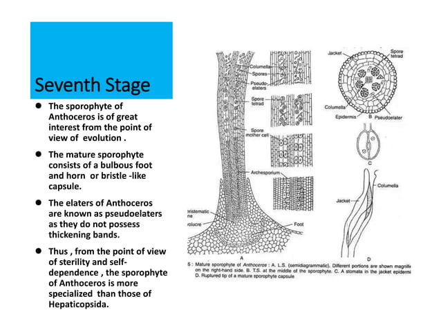 Evolution of the sporophyte in brophytes | PPT