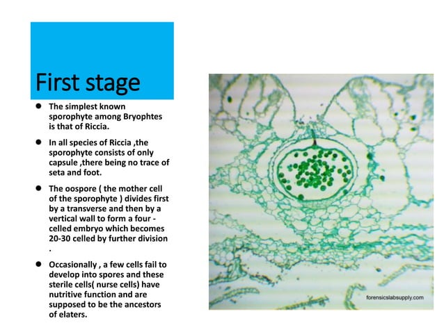 Evolution of the sporophyte in brophytes | PPT