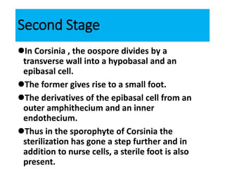 Evolution of the sporophyte in brophytes | PPTX