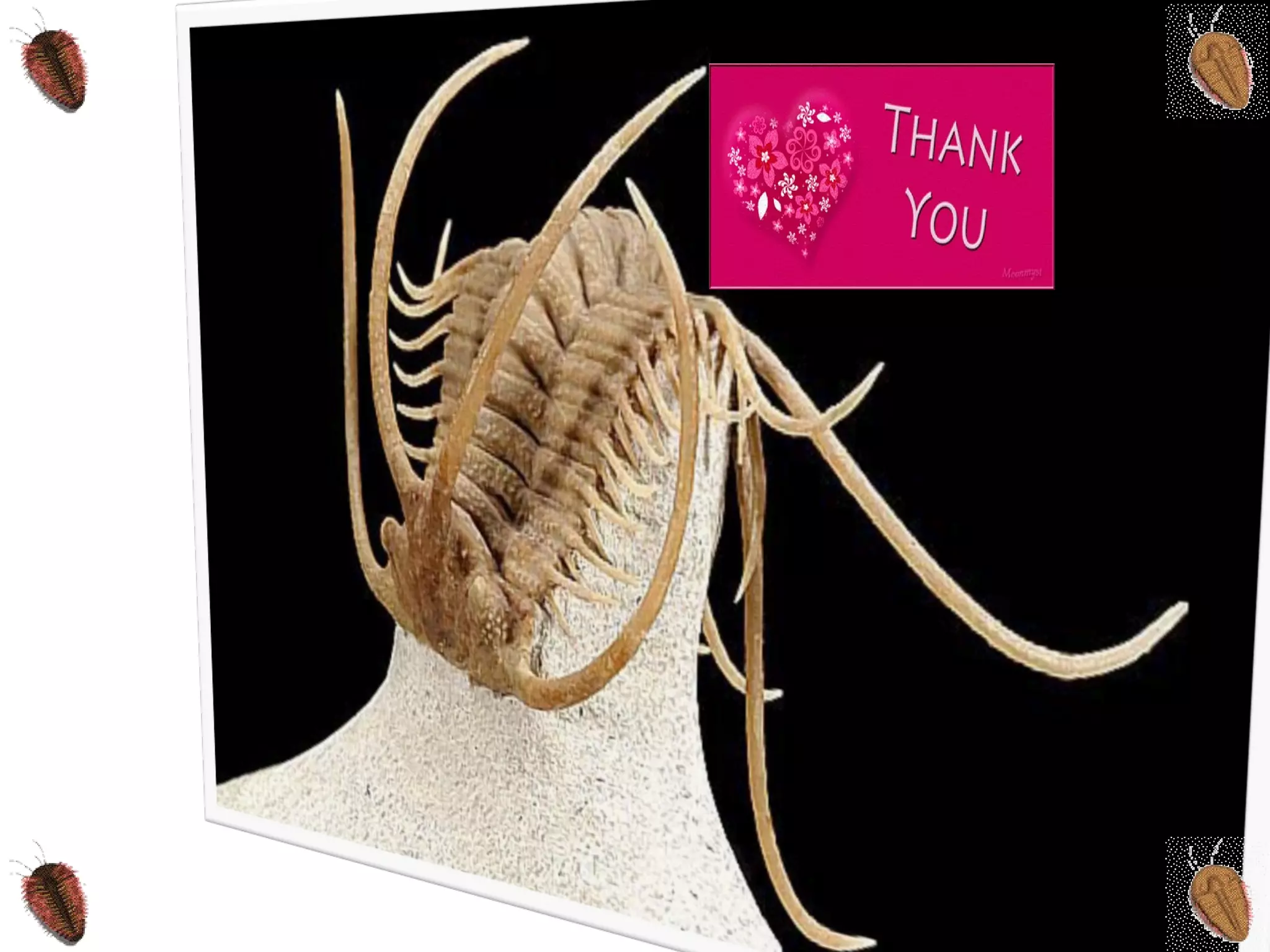 Evolution of trilobite &hibians its stratigraphic significance | PPT