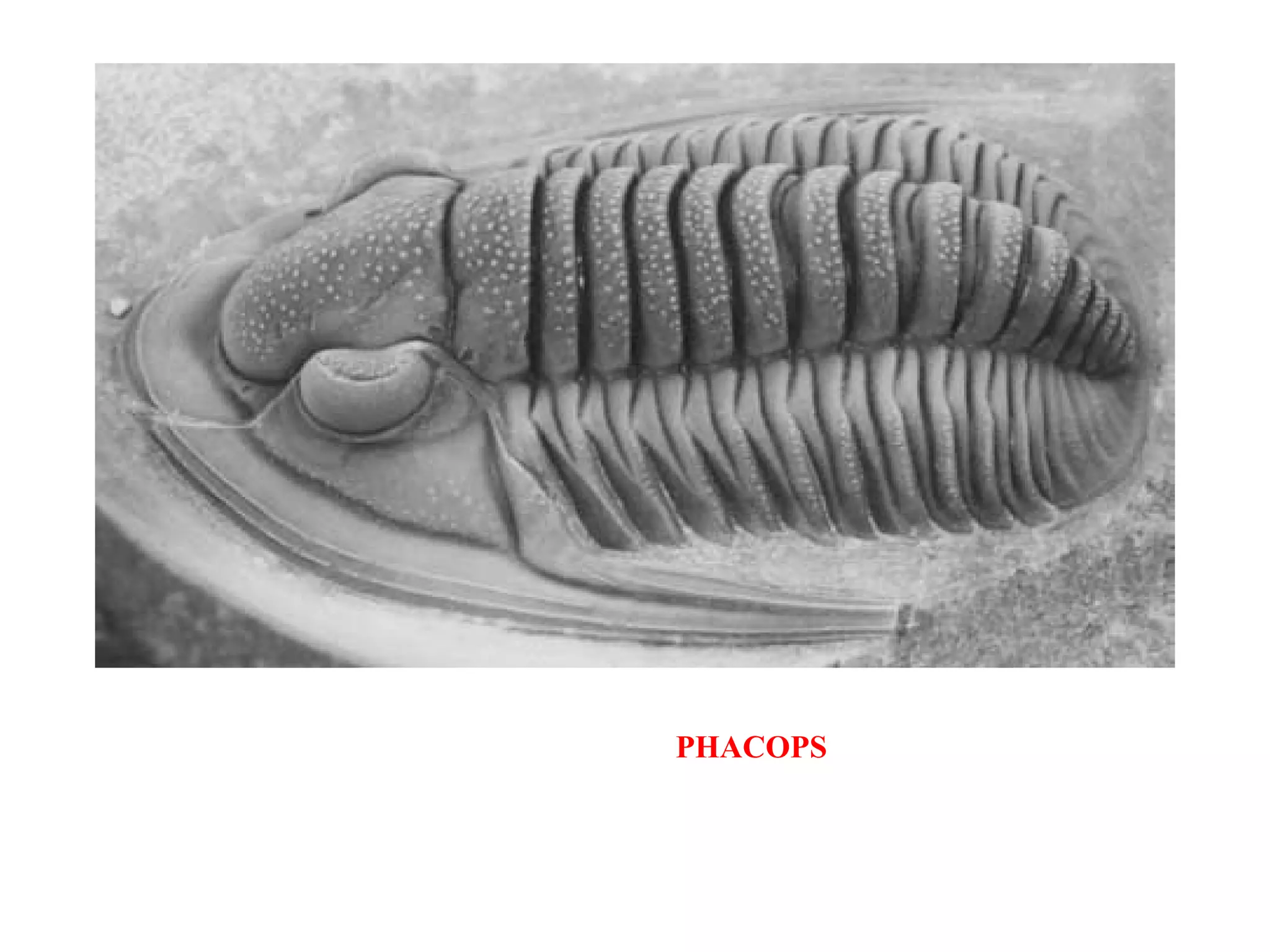 Evolution of trilobite &hibians its stratigraphic significance | PPT
