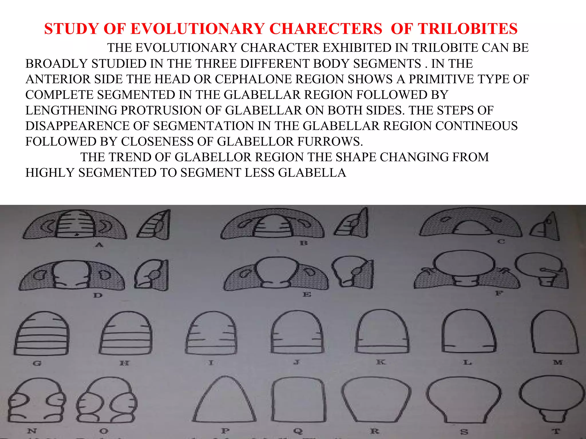 Evolution of trilobite &hibians its stratigraphic significance | PPT