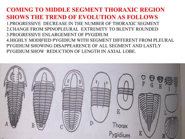 Evolution of trilobite &hibians its stratigraphic significance | PPT