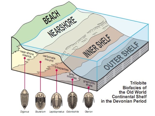 Evolution of trilobite &hibians its stratigraphic significance | PPT
