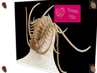 Evolution of trilobite &hibians its stratigraphic significance | PPT