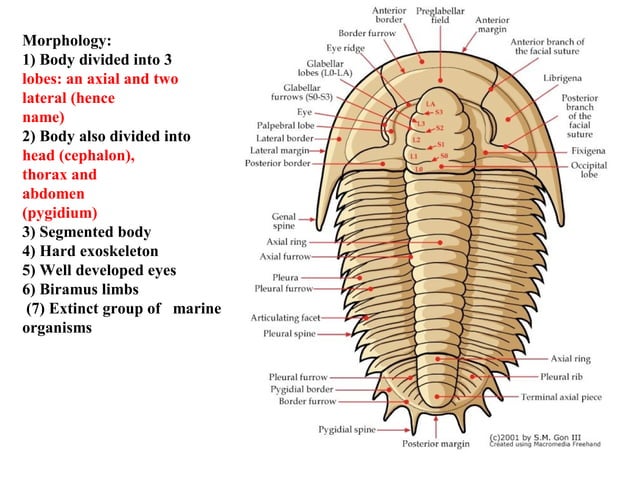 Evolution of trilobite &hibians its stratigraphic significance | PPT