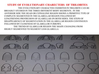 Evolution of trilobite &hibians its stratigraphic significance | PPT