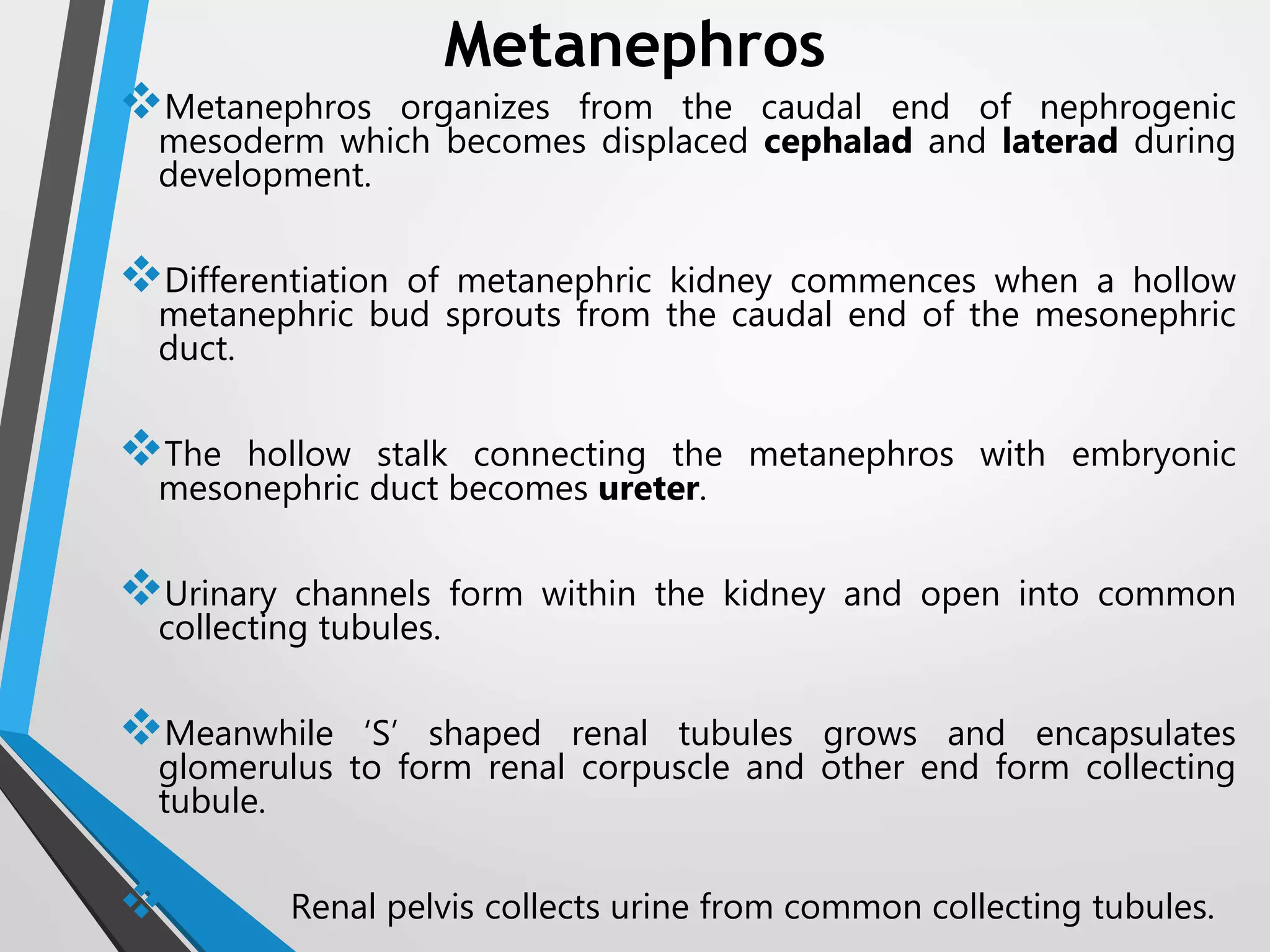 Evolution of Urinogenital Ducts | PPTX