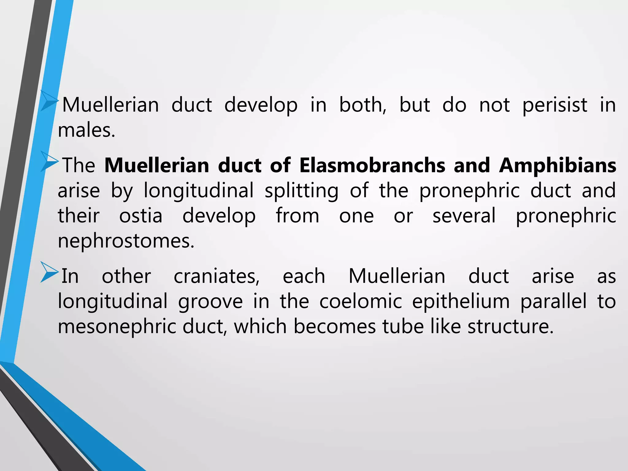 Evolution of Urinogenital Ducts | PPTX