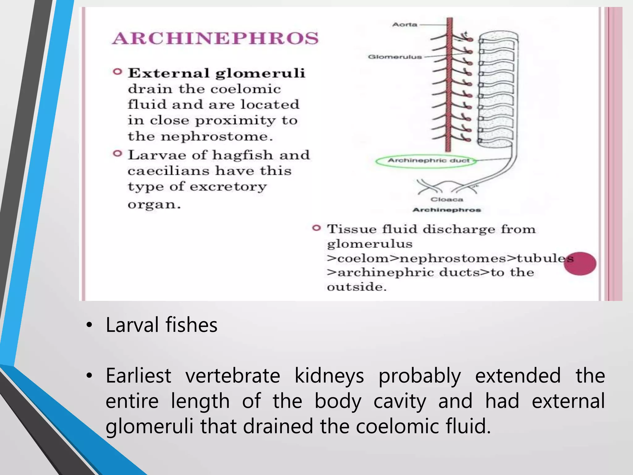 Evolution of Urinogenital Ducts | PPTX