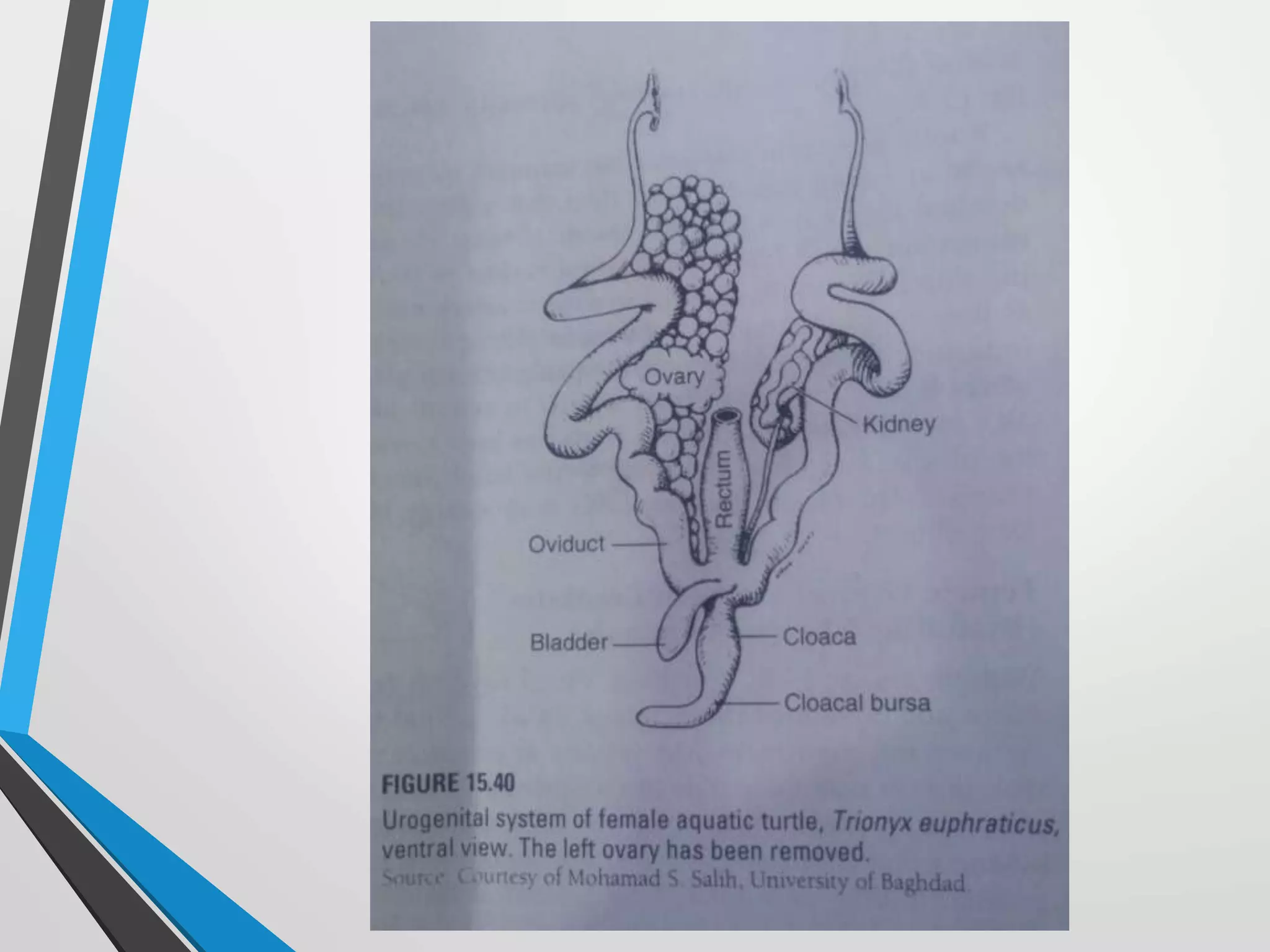Evolution of Urinogenital Ducts | PPTX
