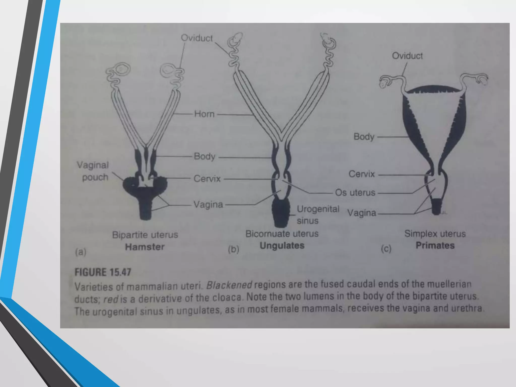 Evolution of Urinogenital Ducts | PPTX