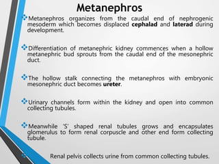 Evolution of Urinogenital Ducts | PPTX