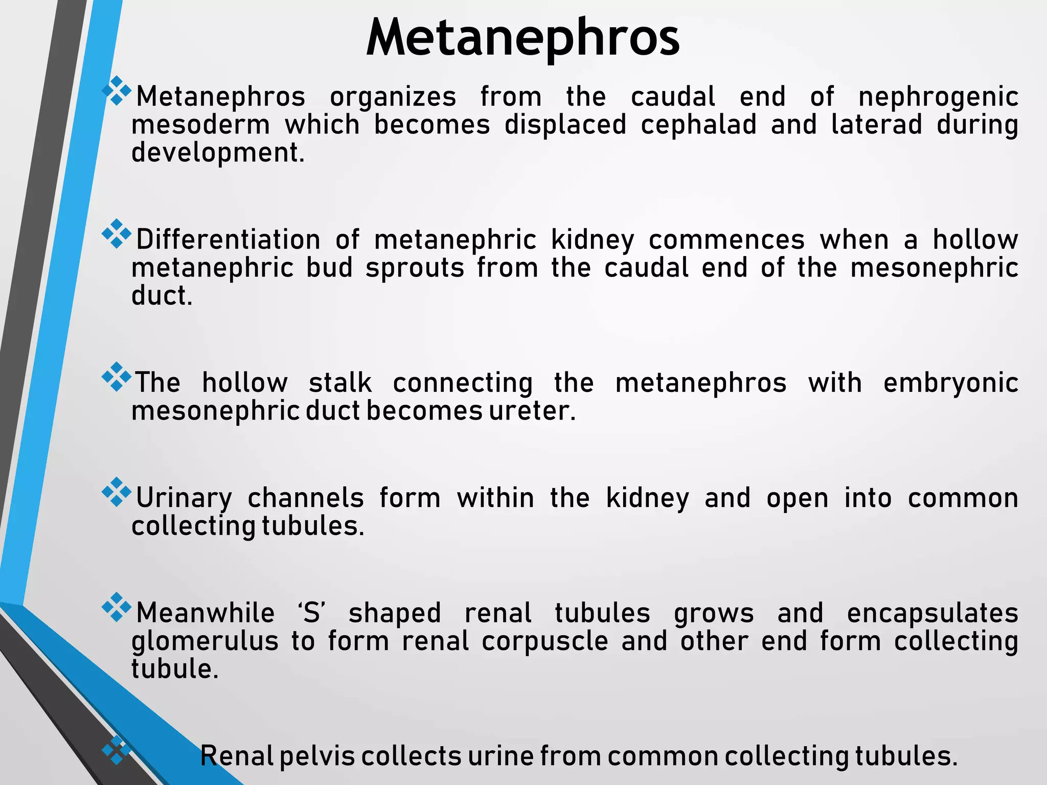 Evolution of Urinogenital Ducts.pptx