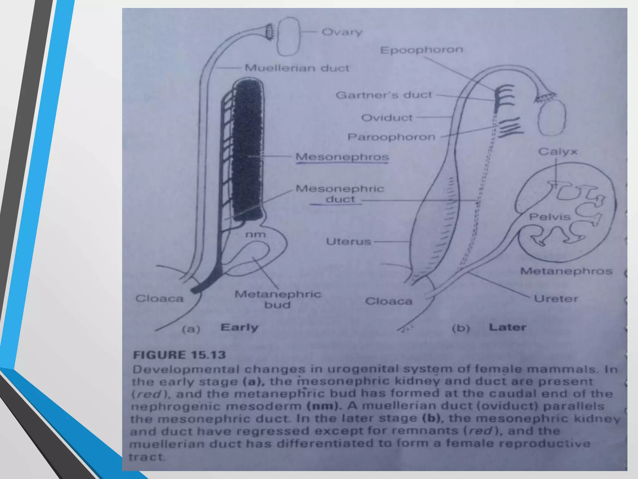 Evolution of Urinogenital Ducts.pptx