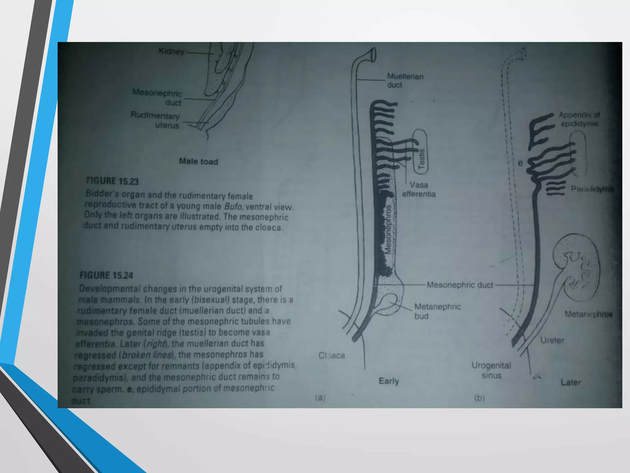 Evolution of Urinogenital Ducts.pptx