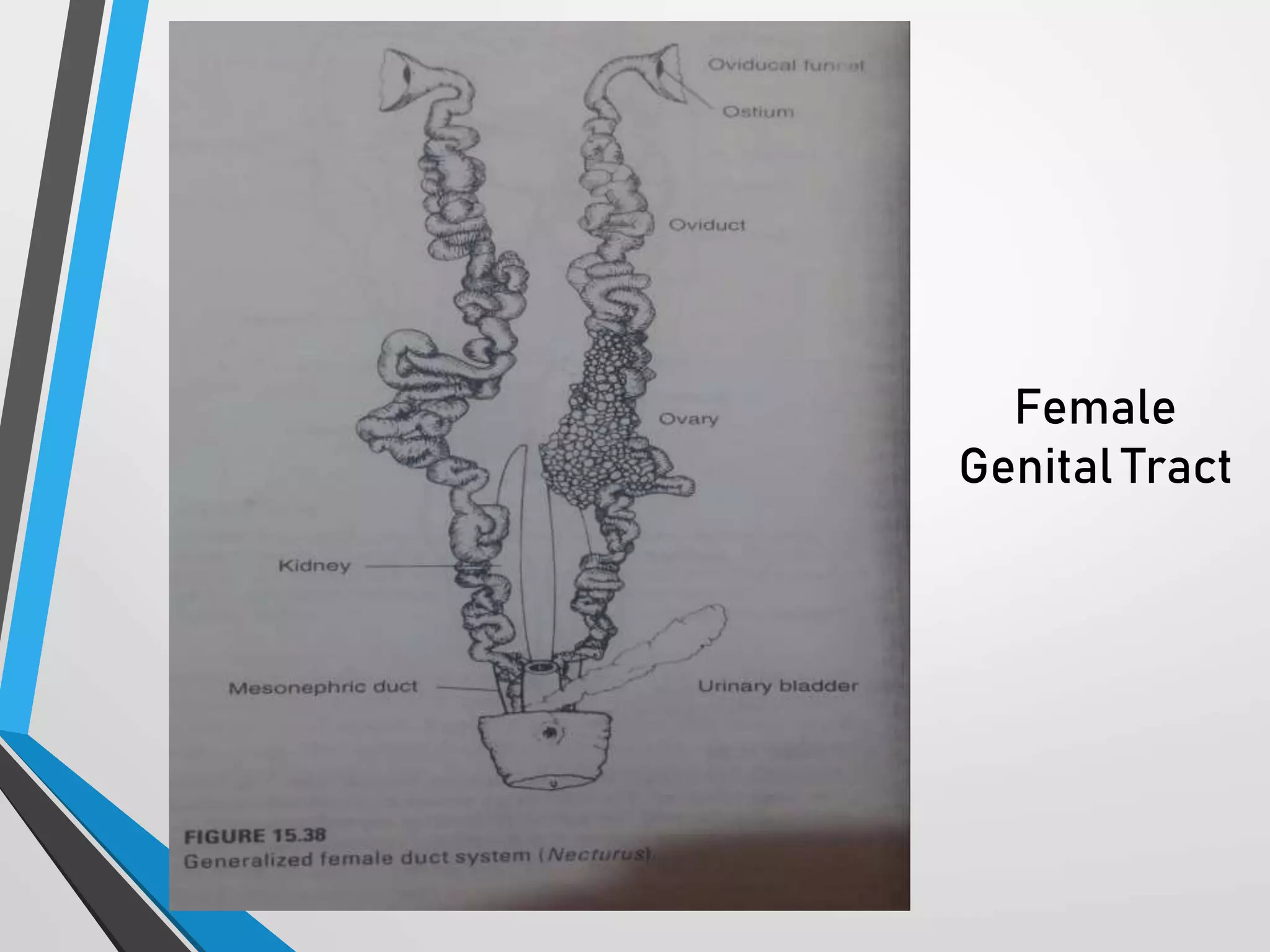 Evolution of Urinogenital Ducts.pptx