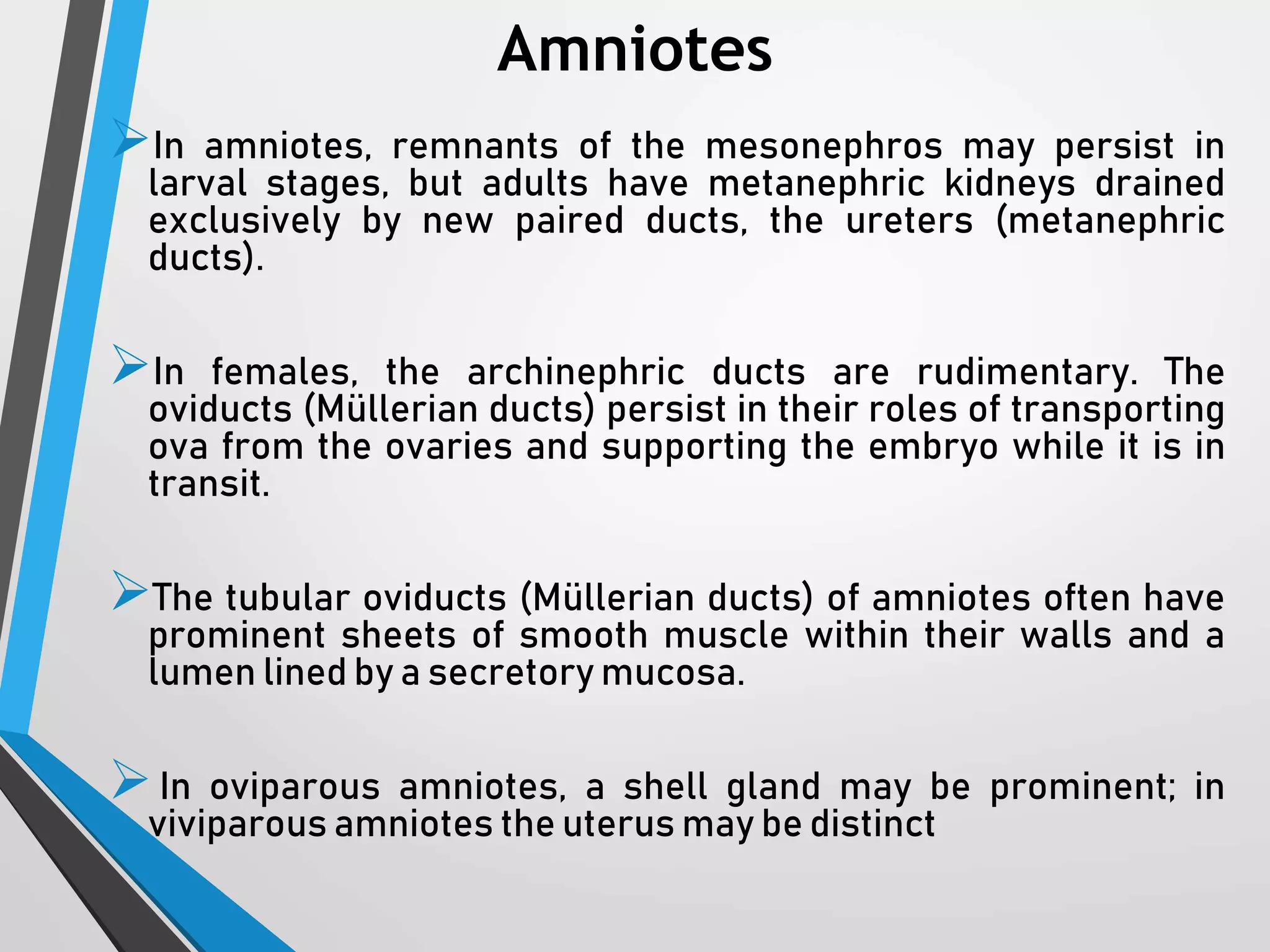 Evolution of Urinogenital Ducts.pptx