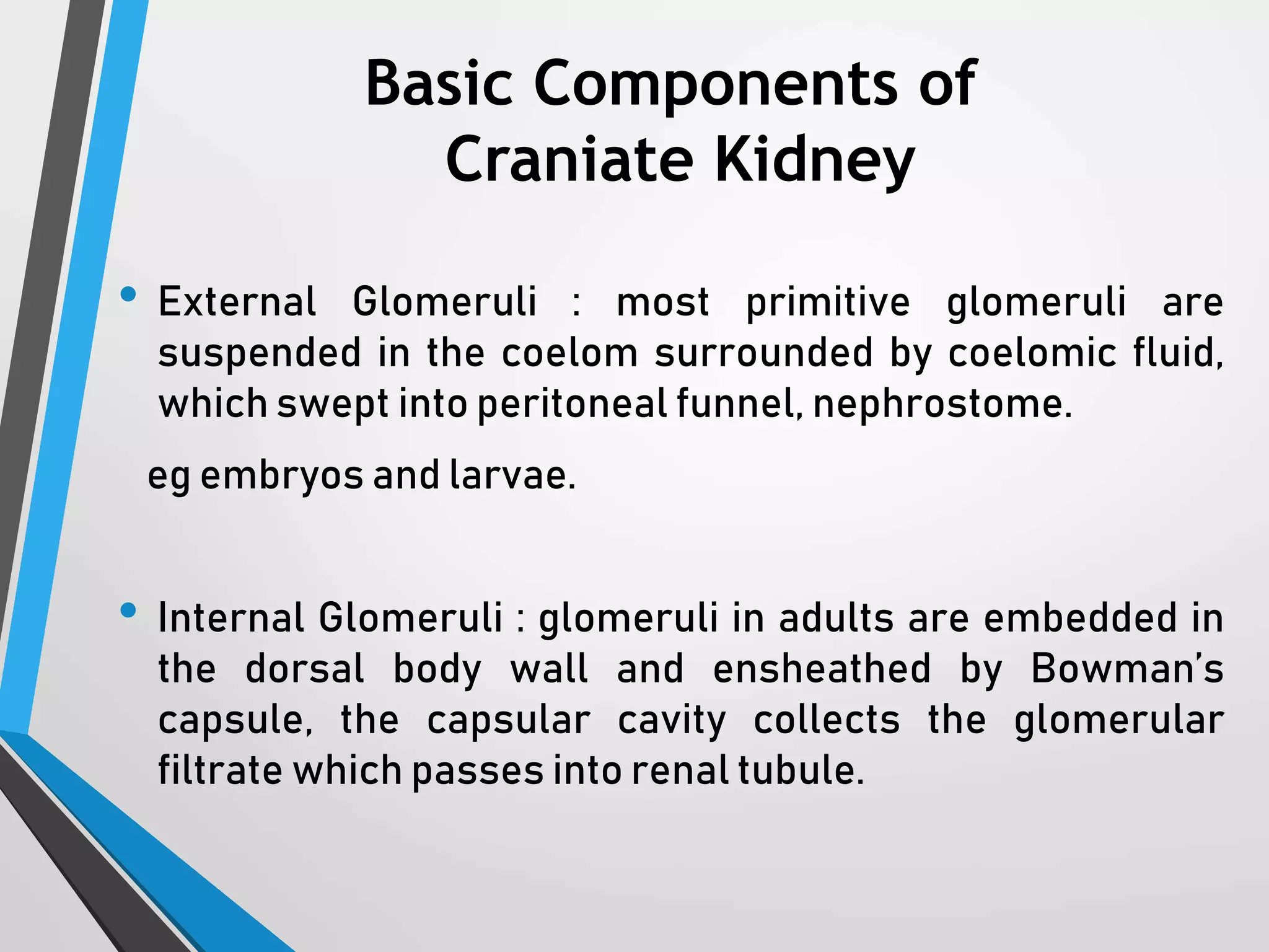 Evolution of Urinogenital Ducts.pptx