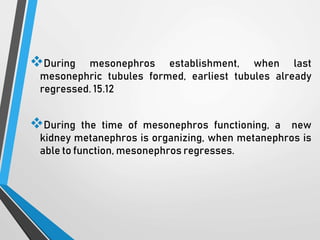 Evolution of Urinogenital Ducts.pptx