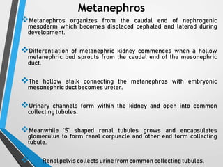 Evolution of Urinogenital Ducts.pptx