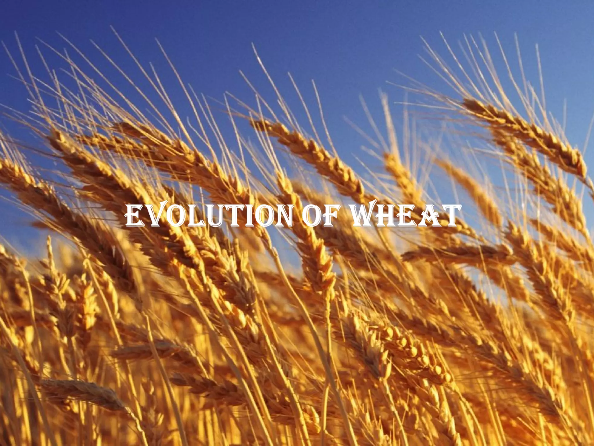 R.P MAURYA Evolution of wheat | PPT