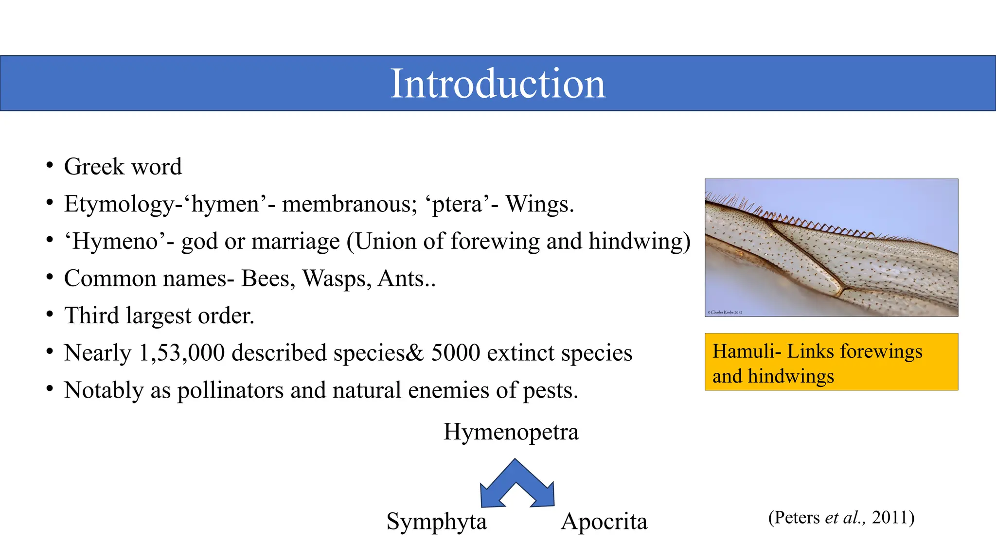 Evolution, Phylogeny and Taxonomy of order Hymenoptera | PPTX