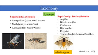 Evolution, Phylogeny and Taxonomy of order Hymenoptera | PPTX