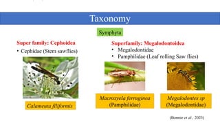 Evolution, Phylogeny and Taxonomy of order Hymenoptera | PPT