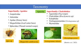Evolution, Phylogeny and Taxonomy of order Hymenoptera | PPT
