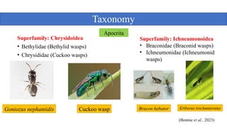 Evolution, Phylogeny and Taxonomy of order Hymenoptera | PPTX